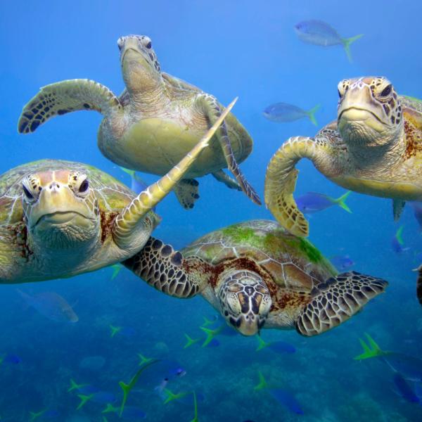 World Turtle Day | WWF